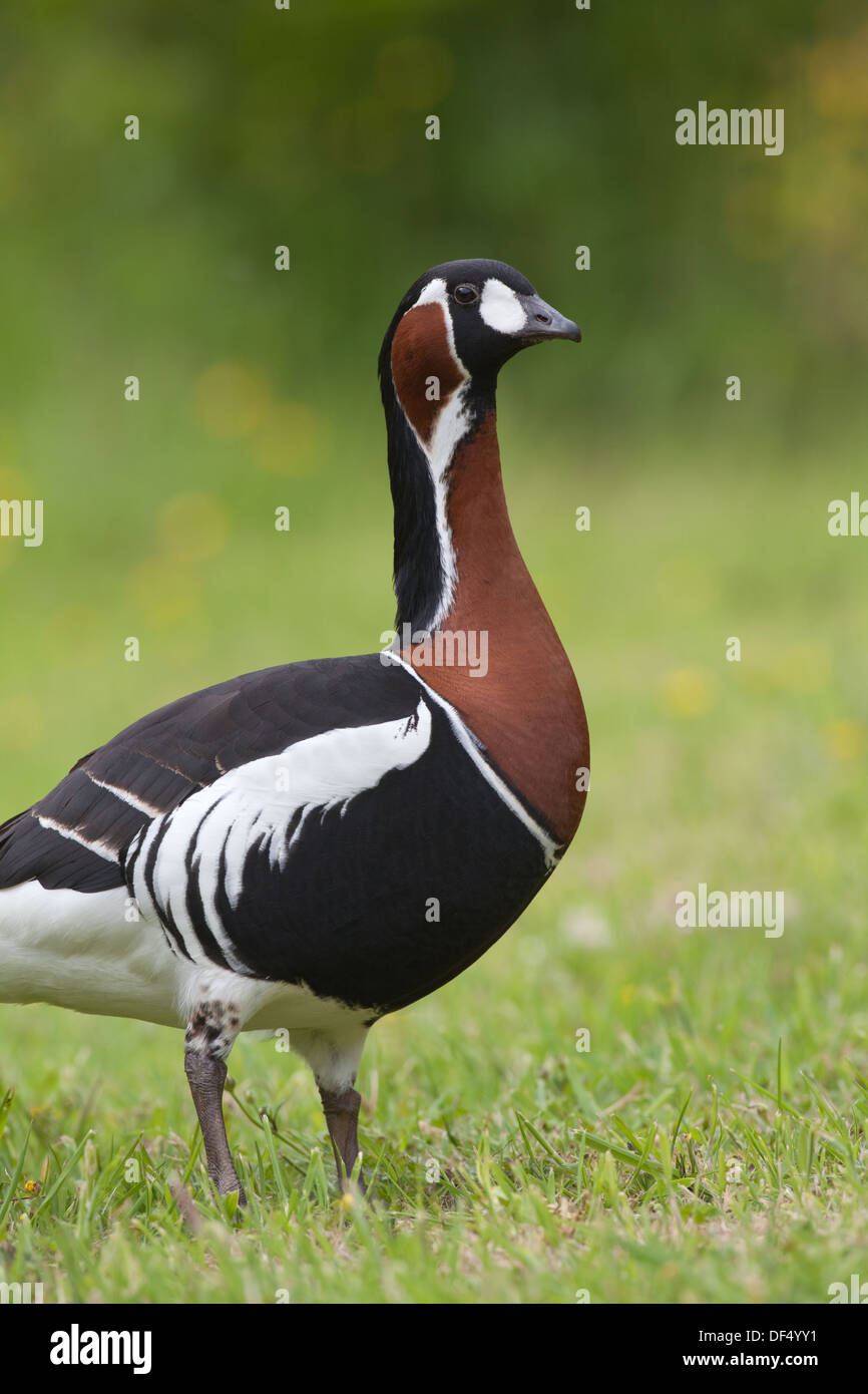 Red-breasted Goose (Branta ruficollis Stock Photo - Alamy