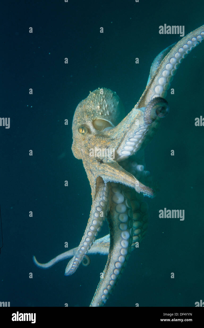 Octopus octopus vulgaris galicia hi-res stock photography and images ...