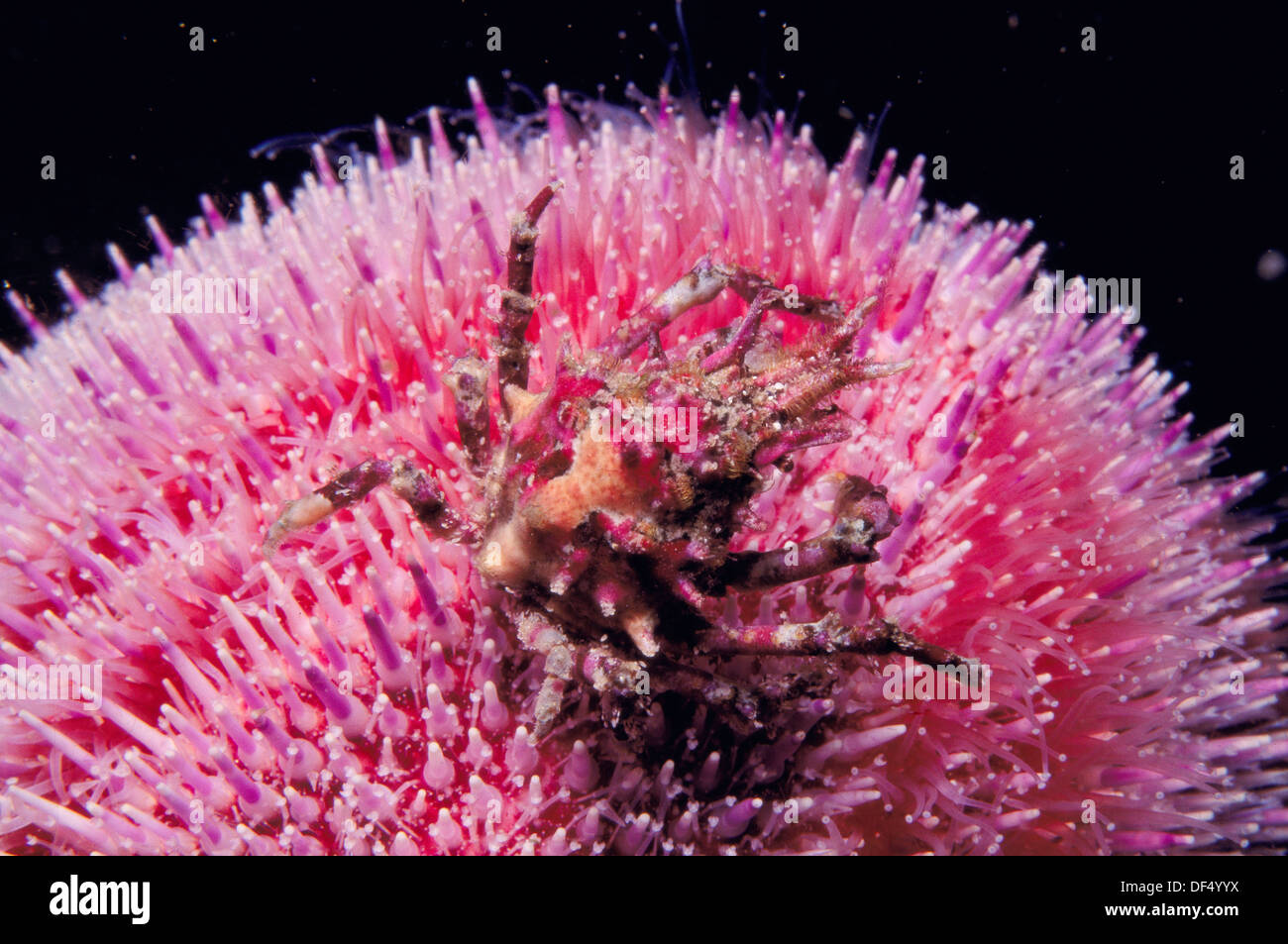 Tetraodon hi-res stock photography and images - Alamy