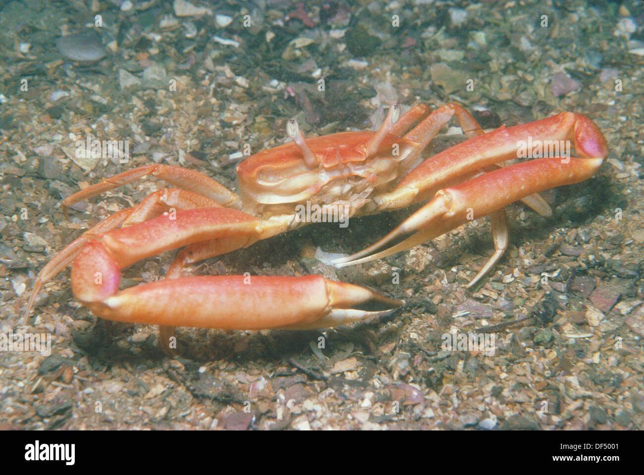 Rhomboides High Resolution Stock Photography and Images - Alamy