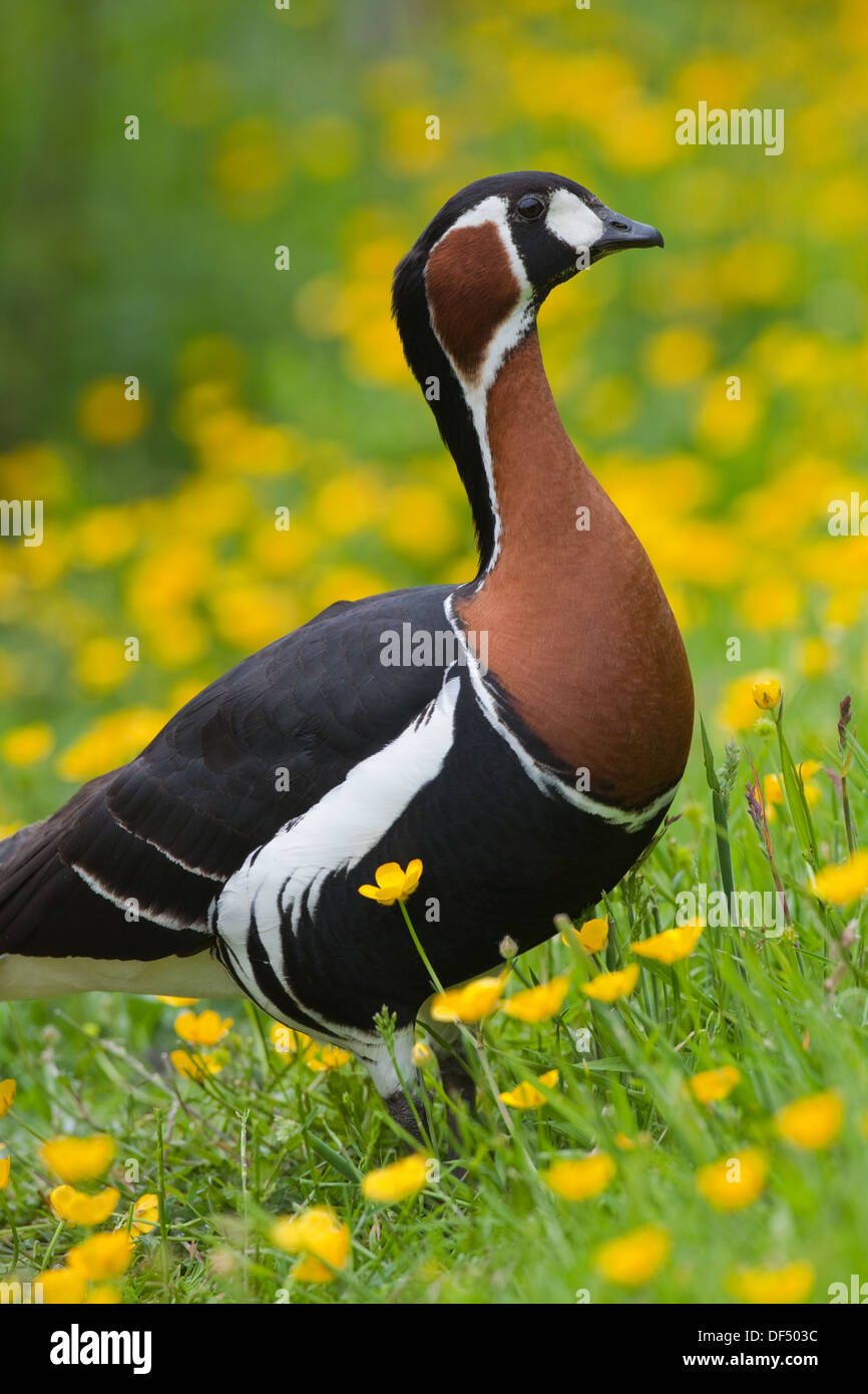 Red-breasted Goose (Branta ruficollis). Amongst Buttercups (Ranunculus ...