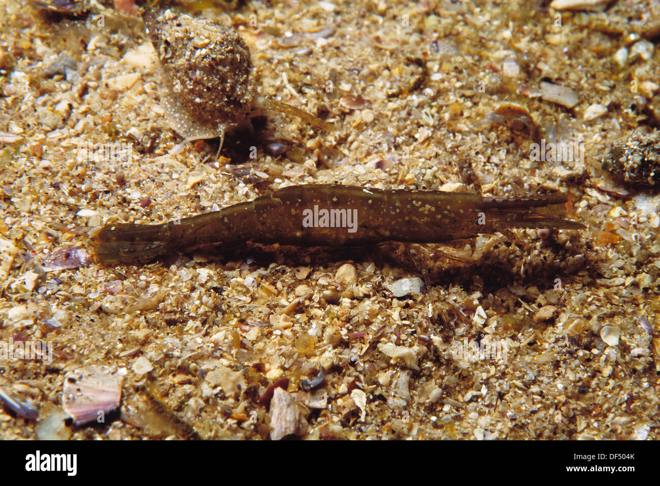 Hippolyte Inermis High Resolution Stock Photography and Images - Alamy