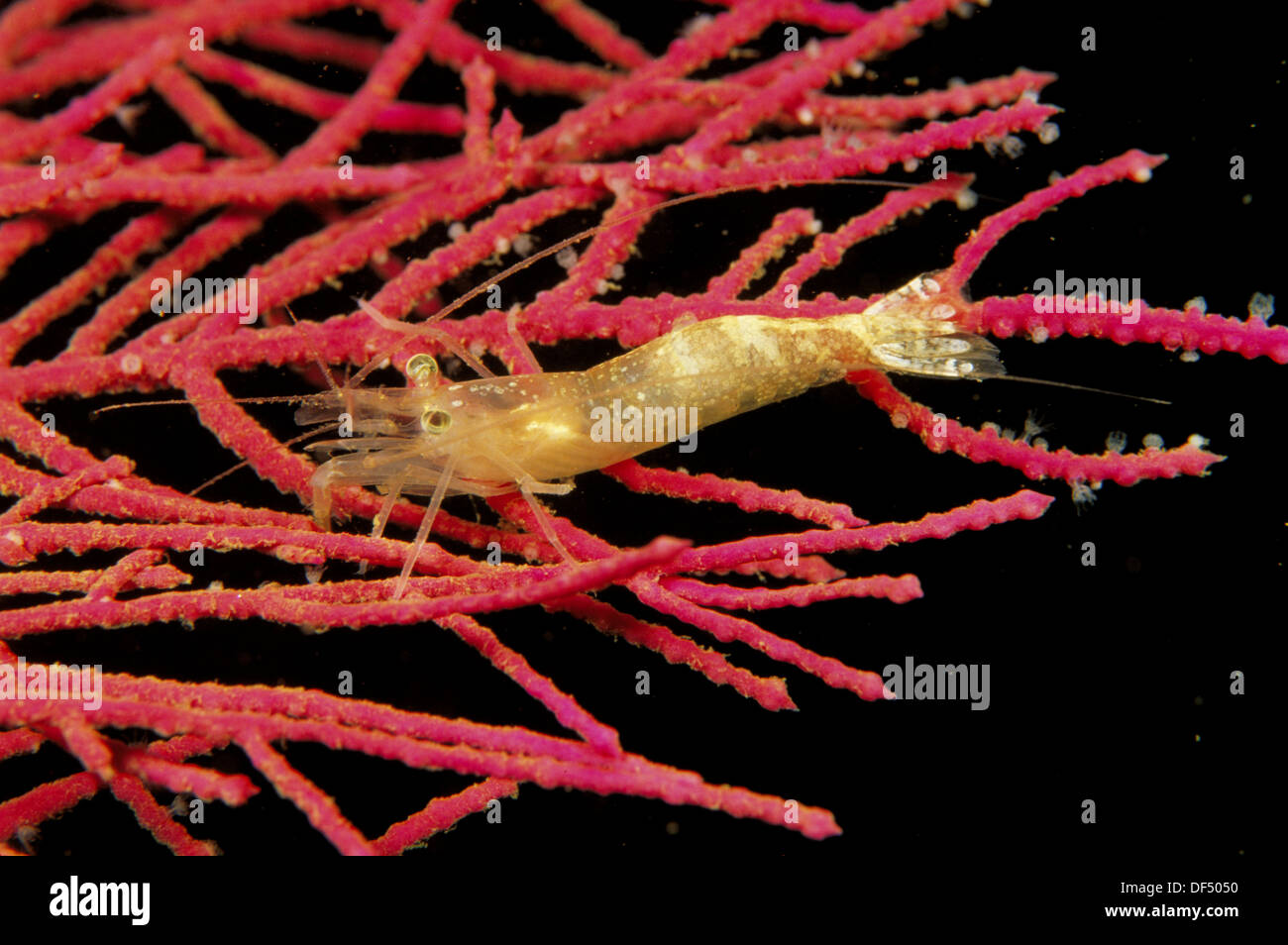 Decapod Crustacean Stock Photos & Decapod Crustacean Stock Images - Alamy