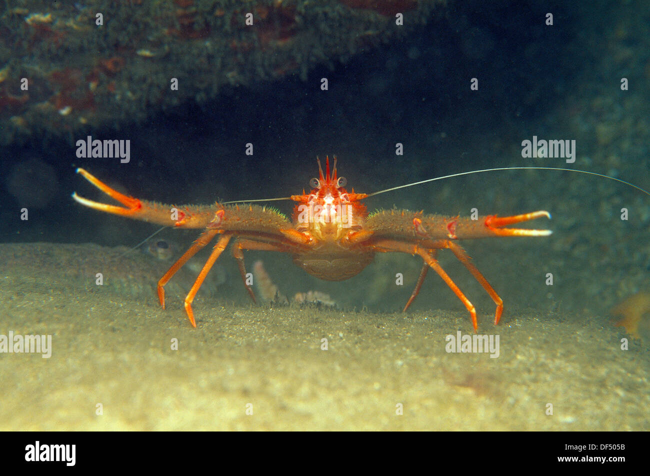 Munida Rugosa High Resolution Stock Photography and Images - Alamy