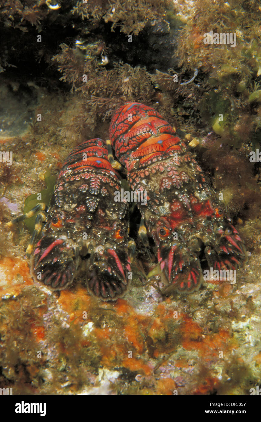 Scyllarus arctus hi-res stock photography and images - Alamy