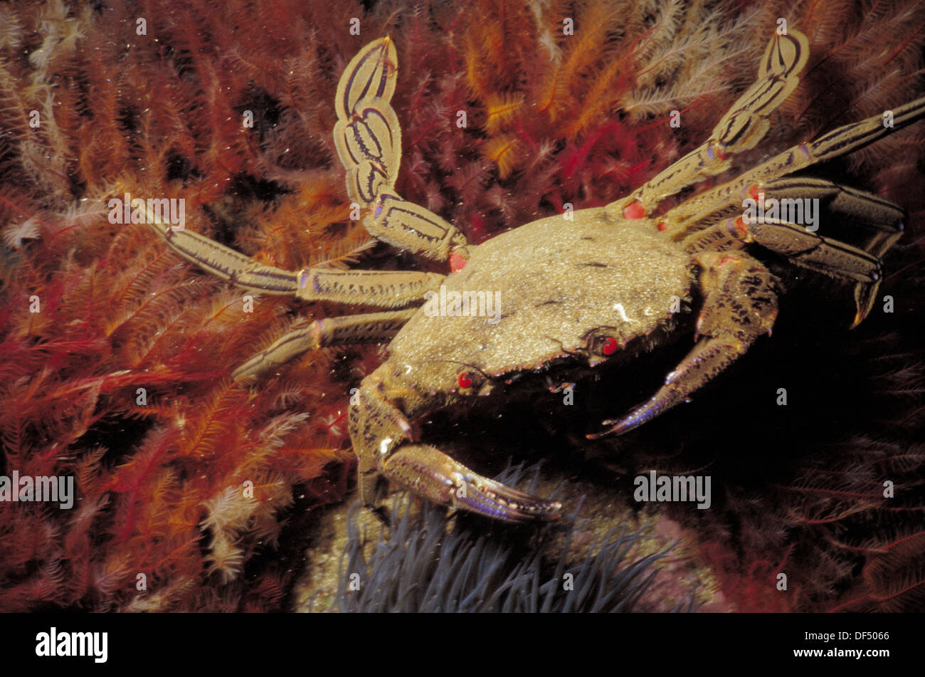 Velvet swimming crabs hi-res stock photography and images - Alamy