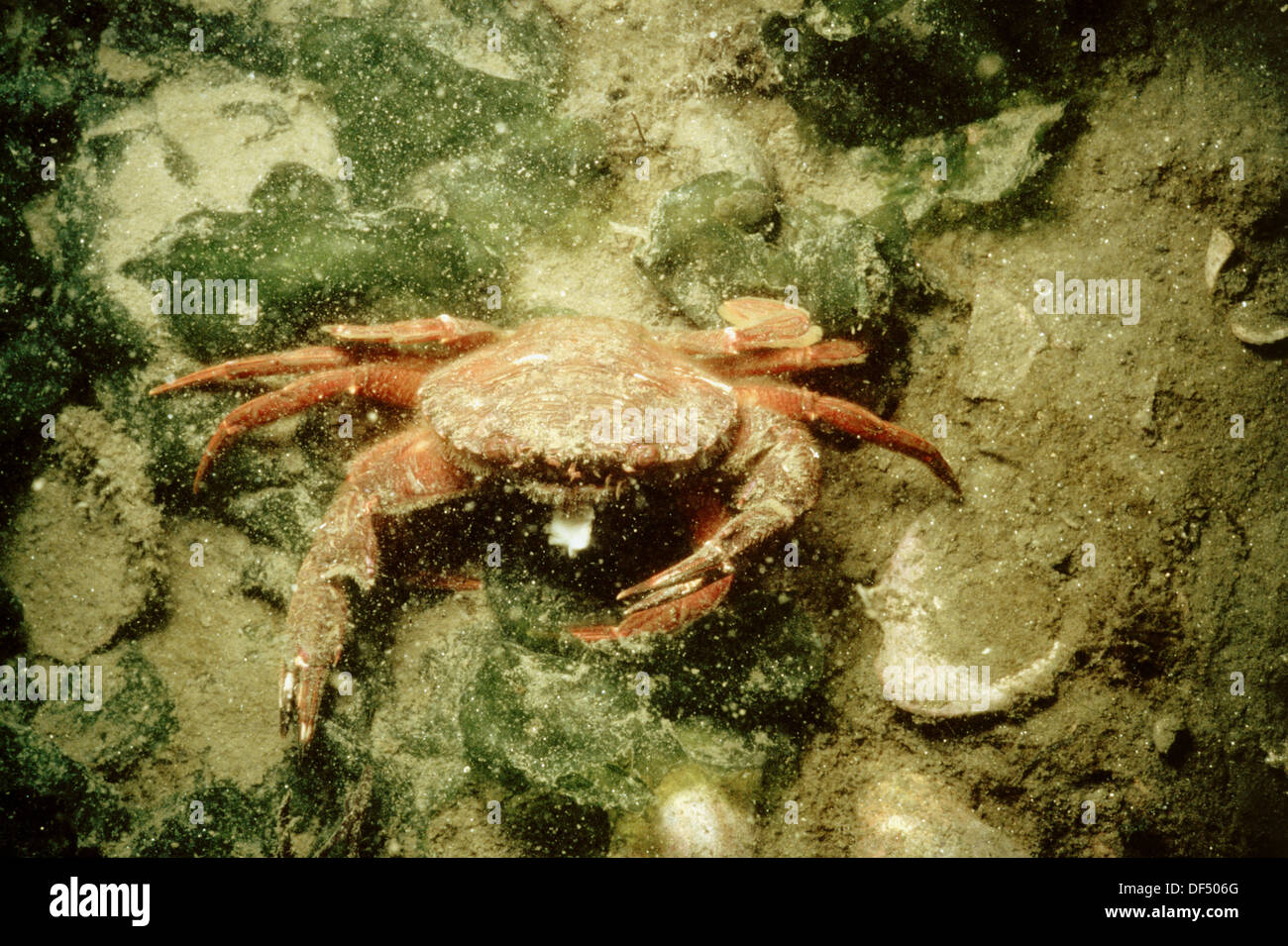 Seabed crabs hi-res stock photography and images - Alamy