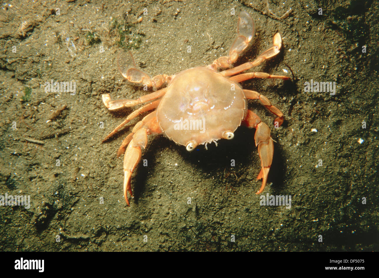 Polybius hi-res stock photography and images - Alamy