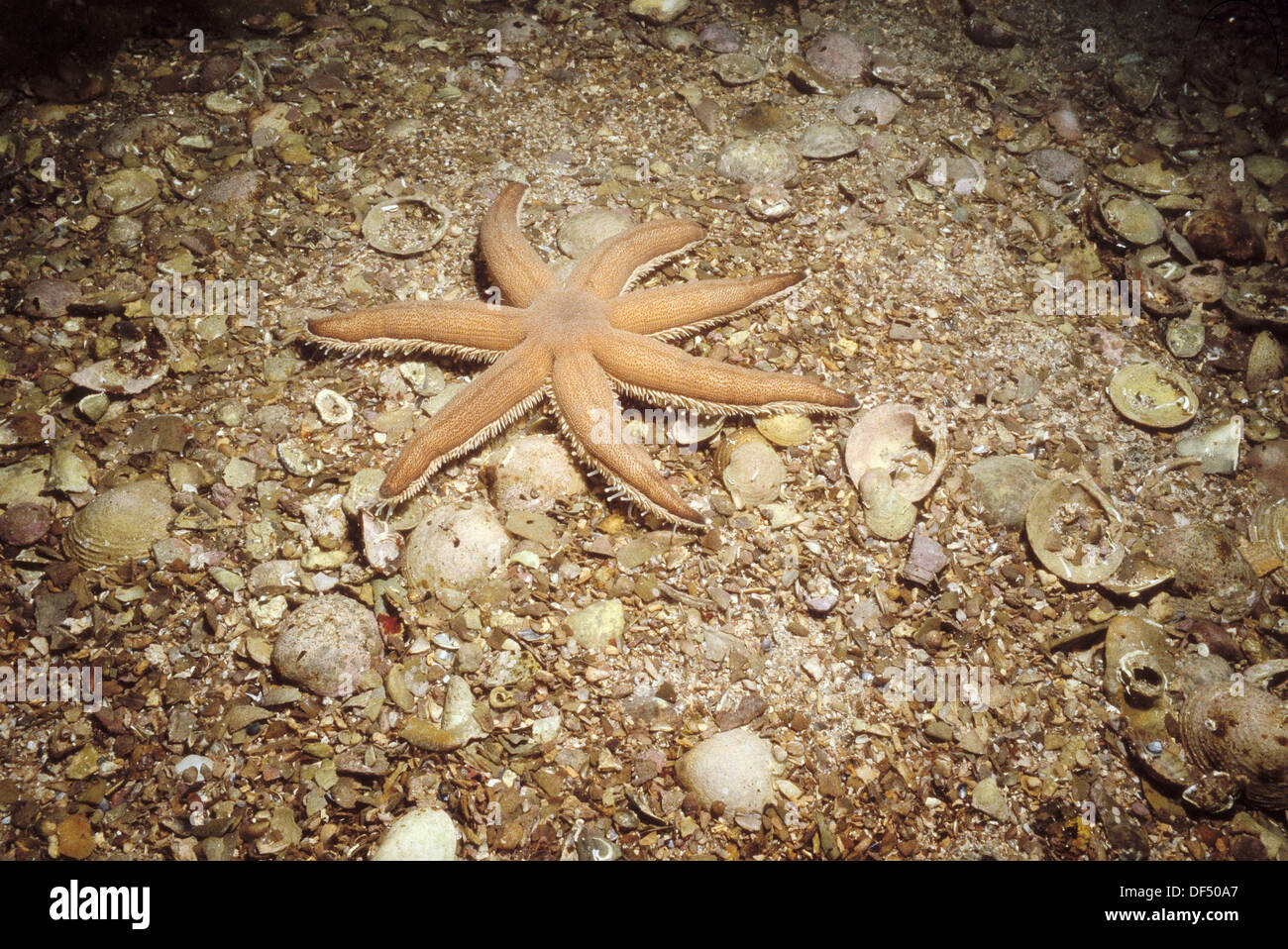 Seven armed sea star hi-res stock photography and images - Alamy