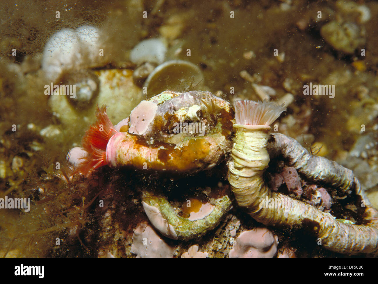 Marine tube worm serpula vermicularis hi-res stock photography and ...