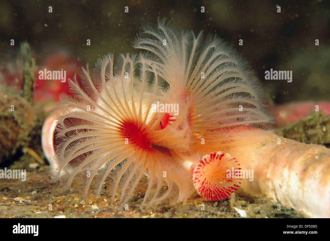 Marine tube worm serpula vermicularis hi-res stock photography and ...