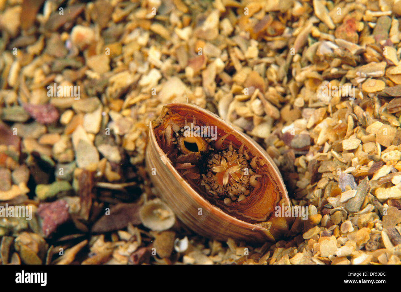 Razor shell ensis underwater hi-res stock photography and images - Alamy