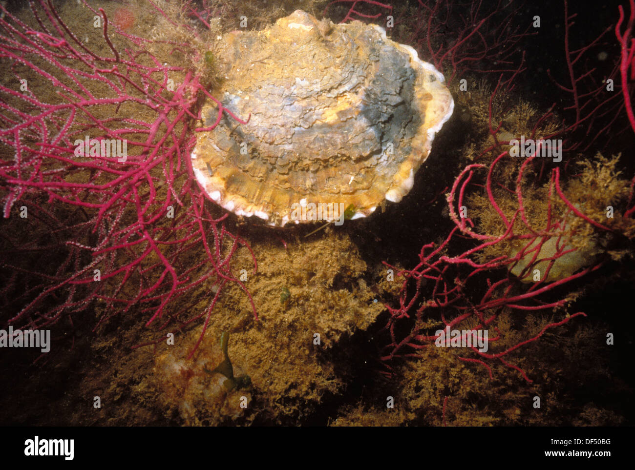 Edible Oyster Ostrea Edulis High Resolution Stock Photography and ...