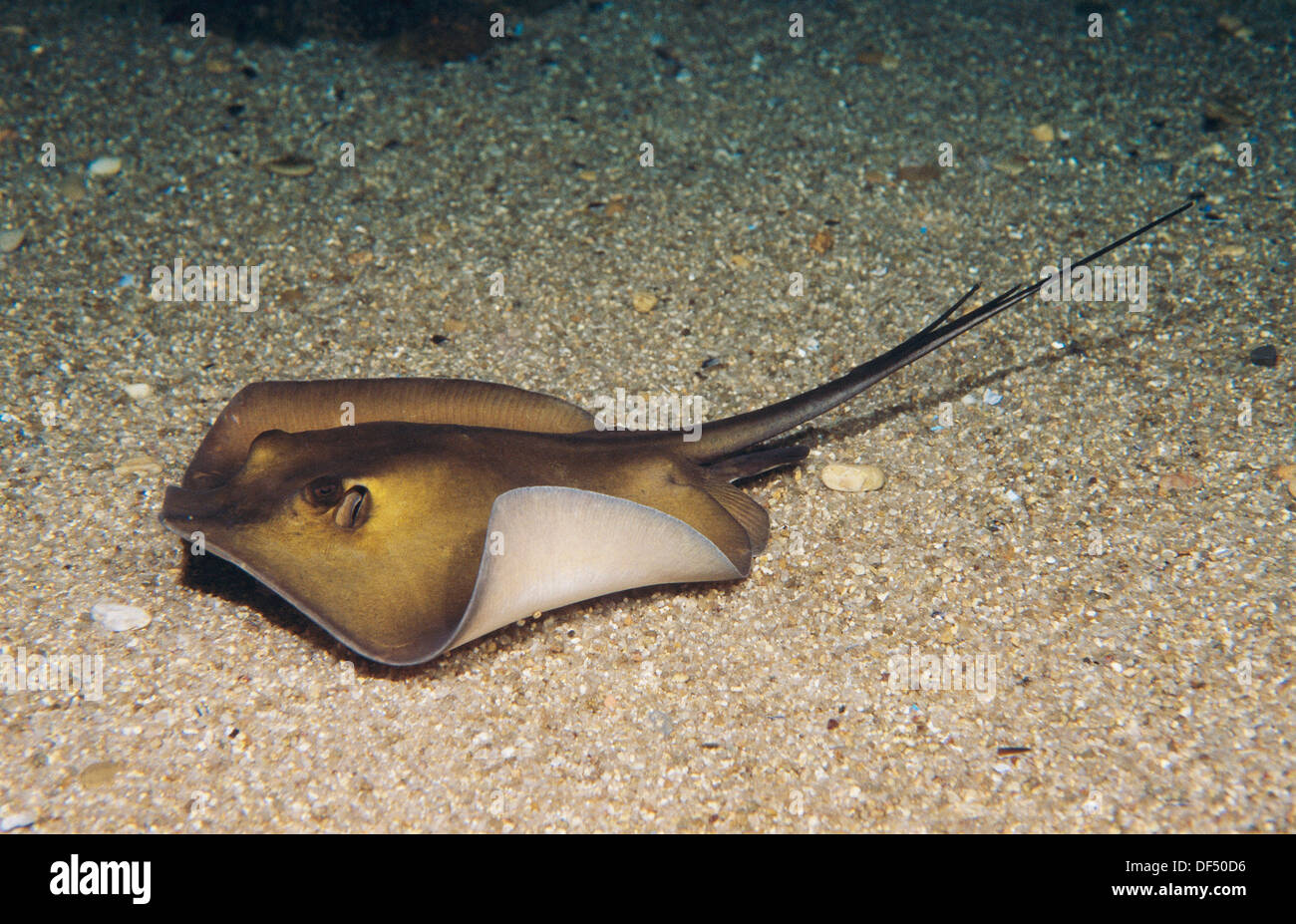 Dasyatis Pastinaca High Resolution Stock Photography and Images - Alamy