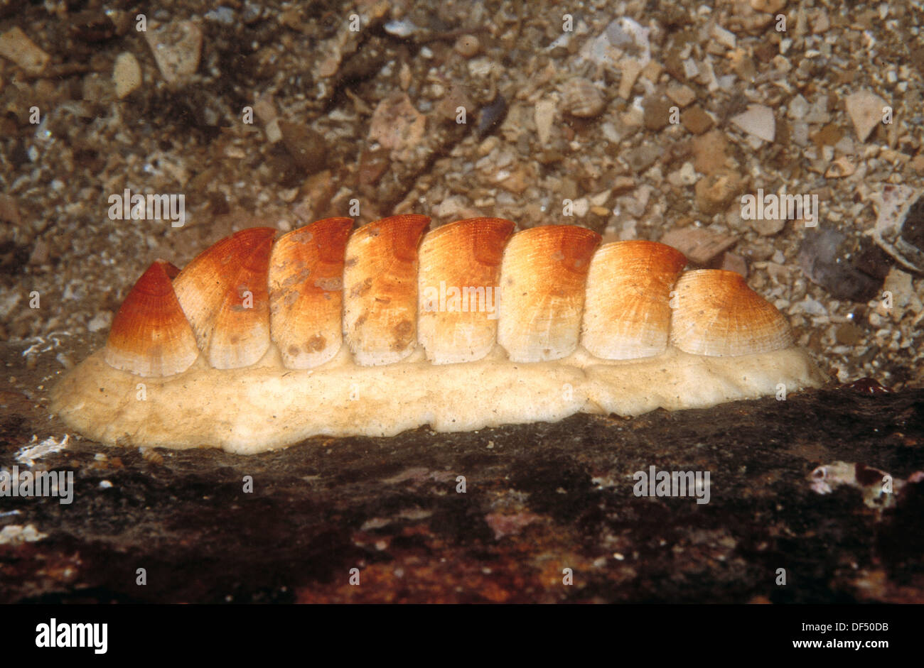 Chaetopleura angulata hi-res stock photography and images - Alamy