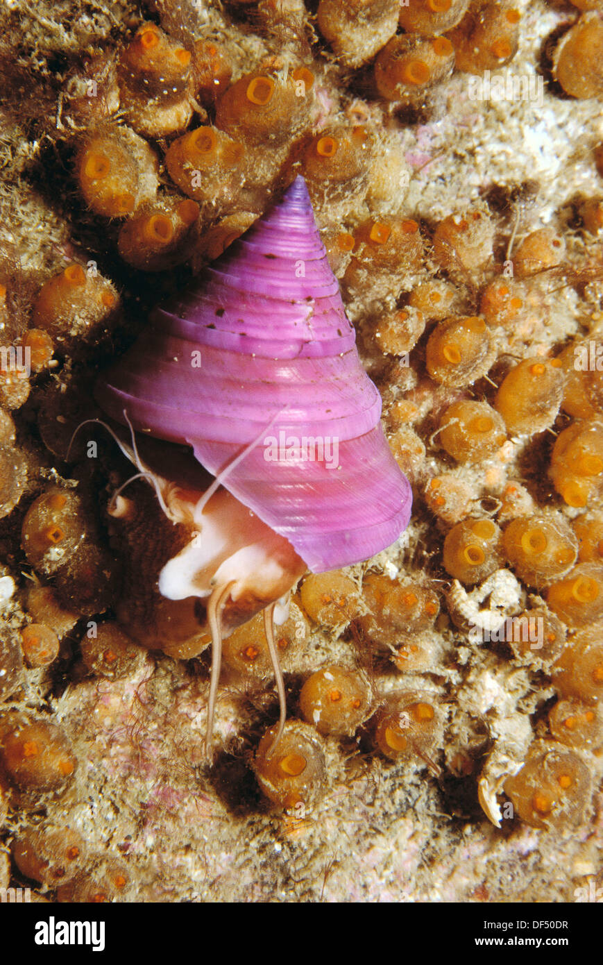 Calliostoma hi-res stock photography and images - Alamy