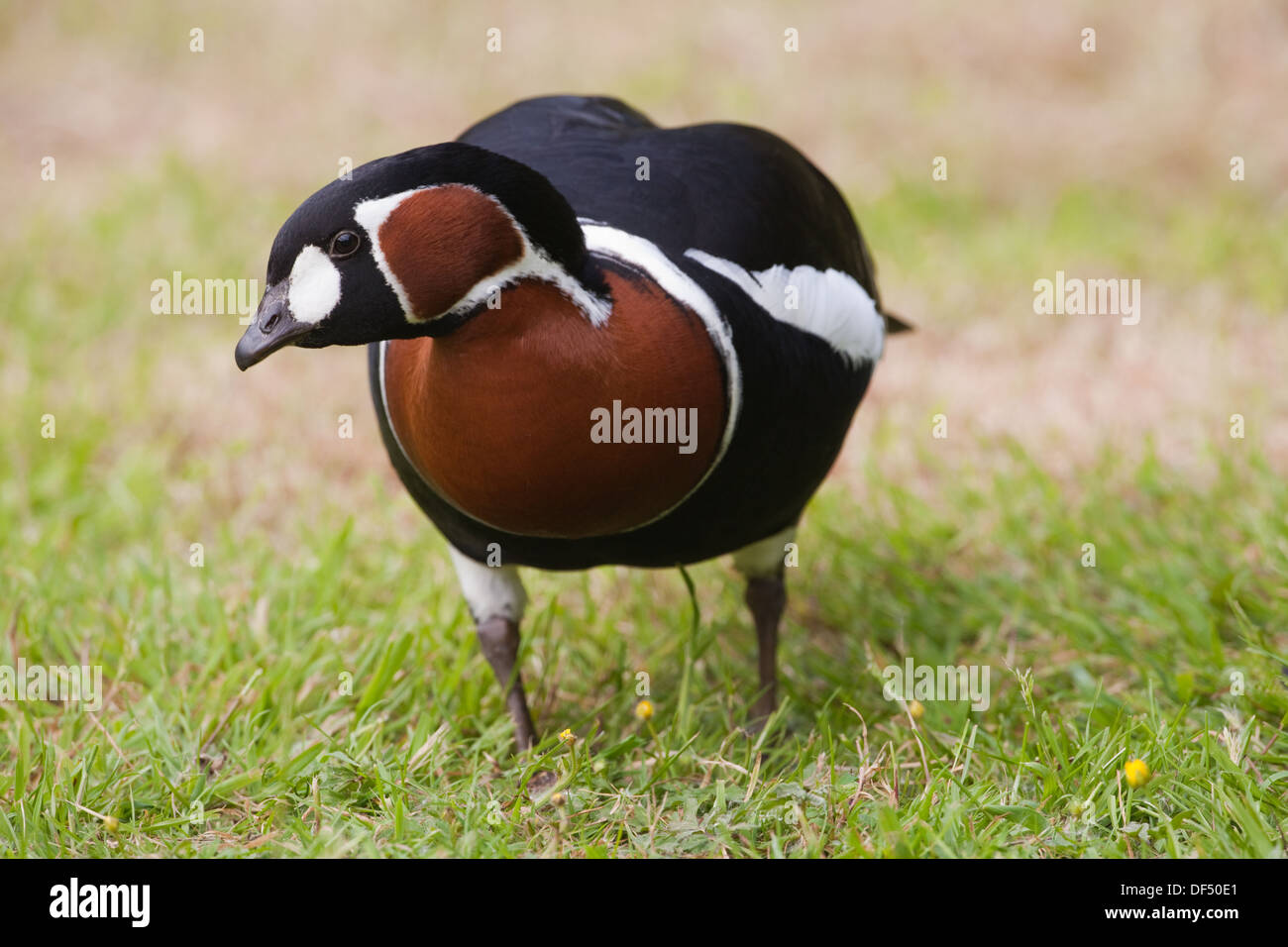 Black goose red beak bird hi-res stock photography and images - Alamy