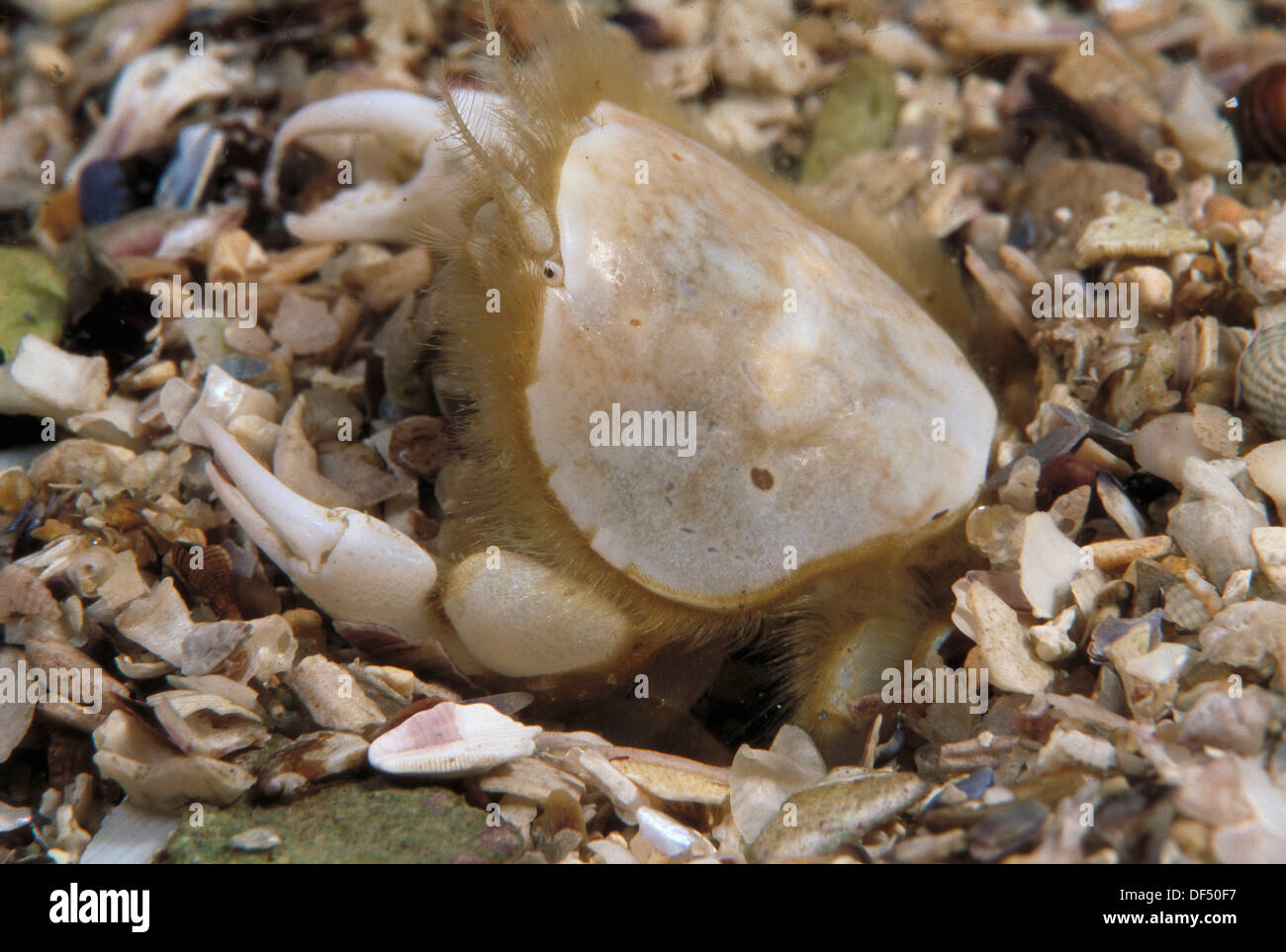 Thia hi-res stock photography and images - Alamy