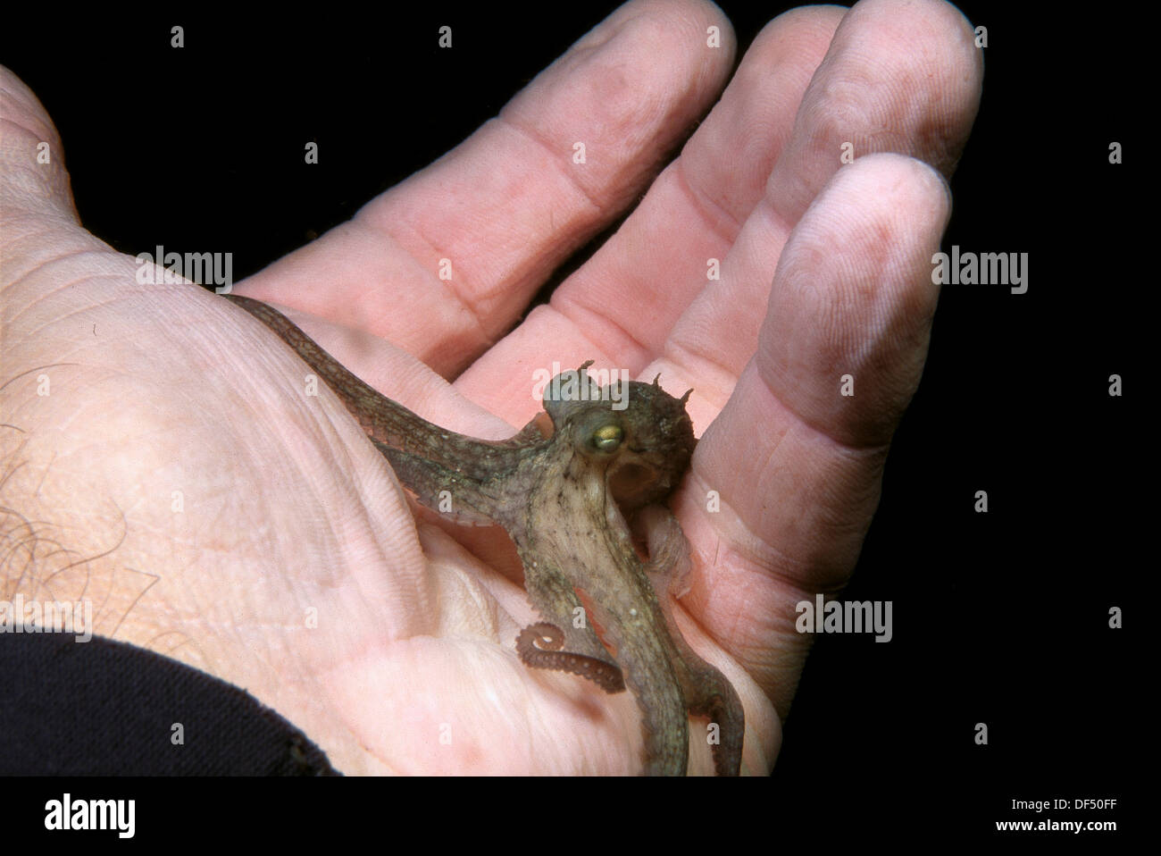 Octopus (Octopus vulgaris). Galicia, Spain Stock Photo - Alamy