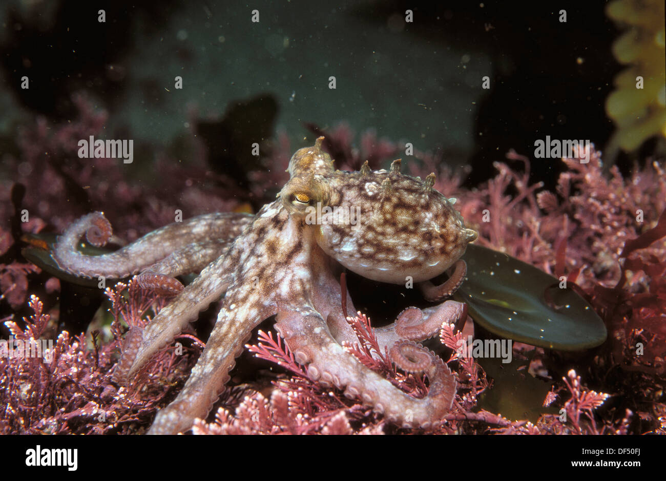 Octopus (Octopus vulgaris). Galicia, Spain Stock Photo - Alamy