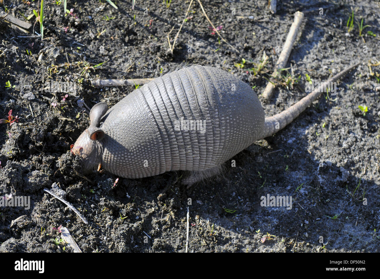 Armadillo burrow hi-res stock photography and images - Alamy