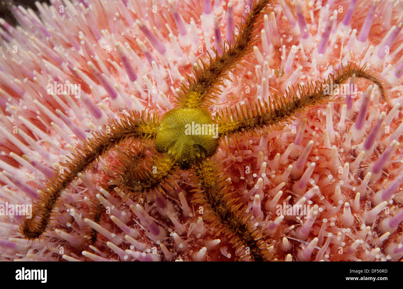 Edible sea urchin echinus esculentus hi-res stock photography and ...