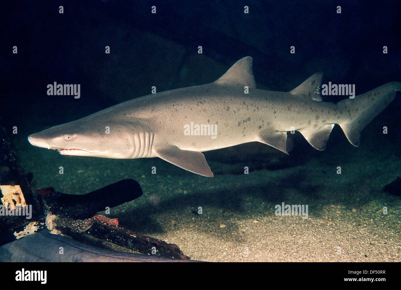 Carcharias taurus atlantic hi-res stock photography and images - Alamy