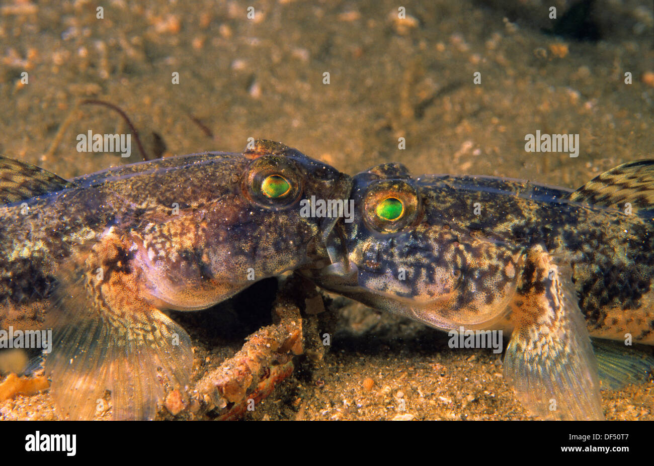 Rock Goby Gobius Paganellus High Resolution Stock Photography and ...