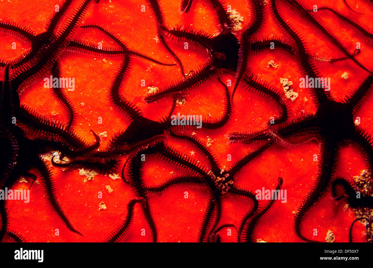 Black Brittle Star High Resolution Stock Photography and Images - Alamy