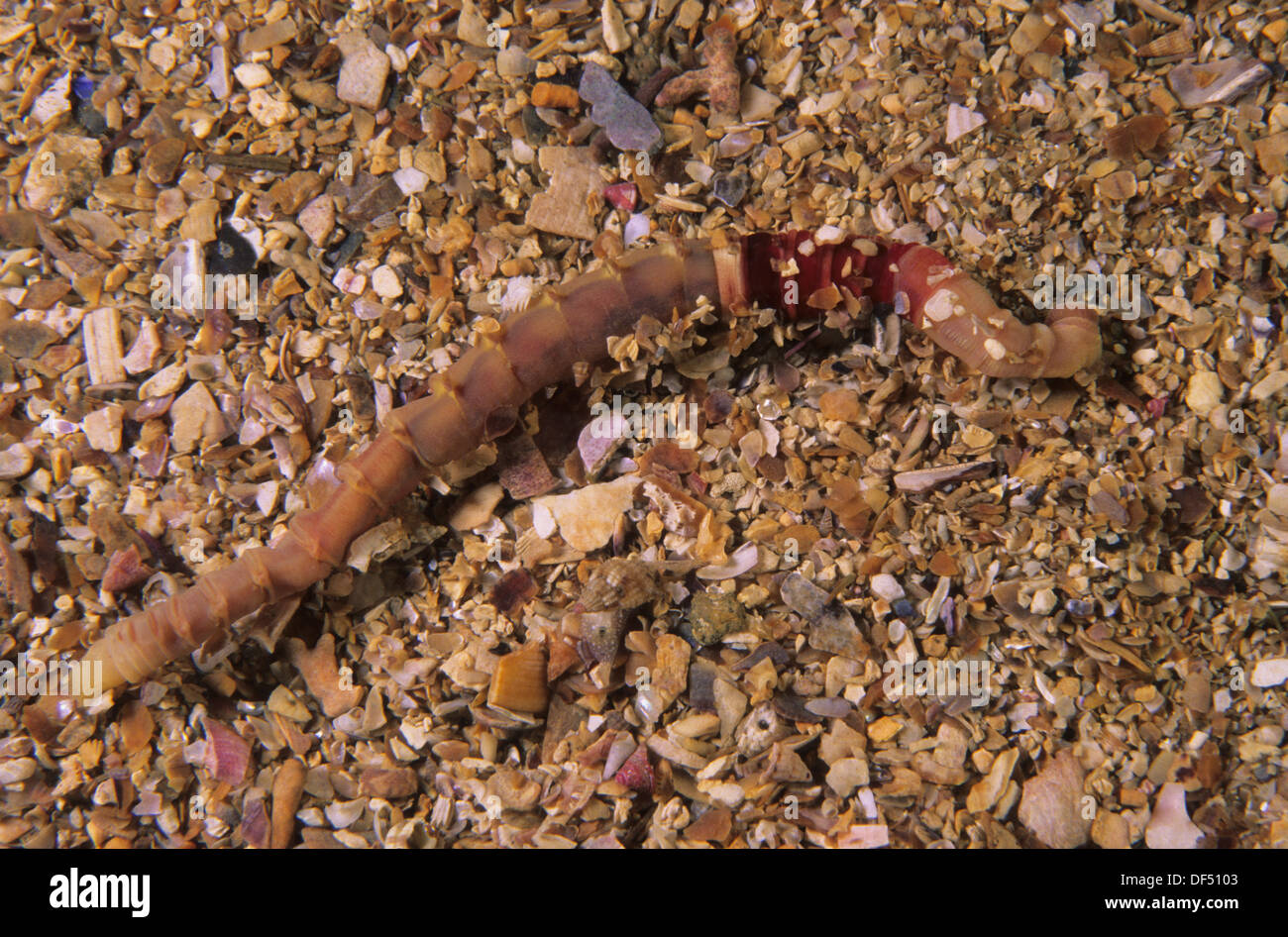 Lumbricoides High Resolution Stock Photography and Images - Alamy