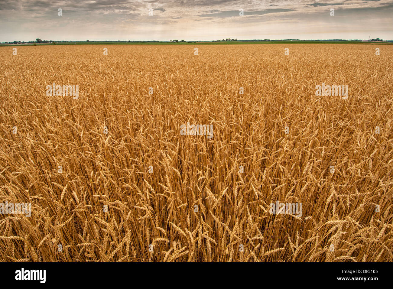 Winter wheat field ready for harvest Stock Photo - Alamy