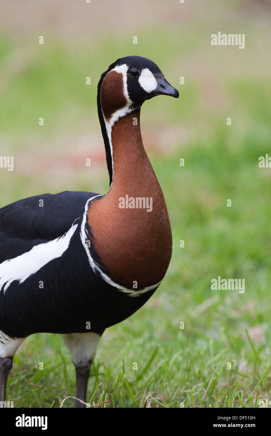 Red breasted geese hi-res stock photography and images - Alamy