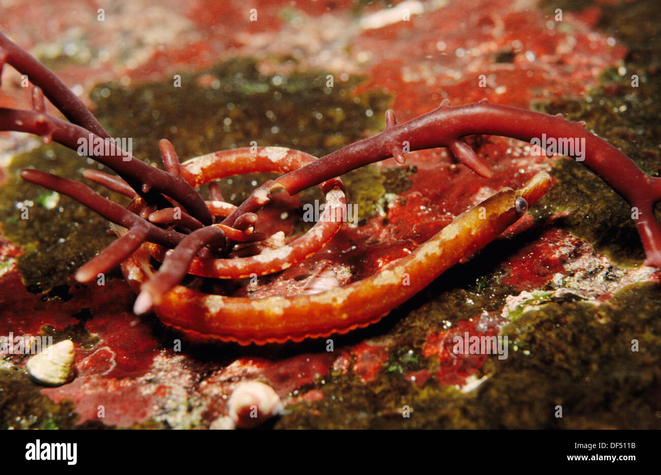 Nerophis lumbriciformis hi-res stock photography and images - Alamy