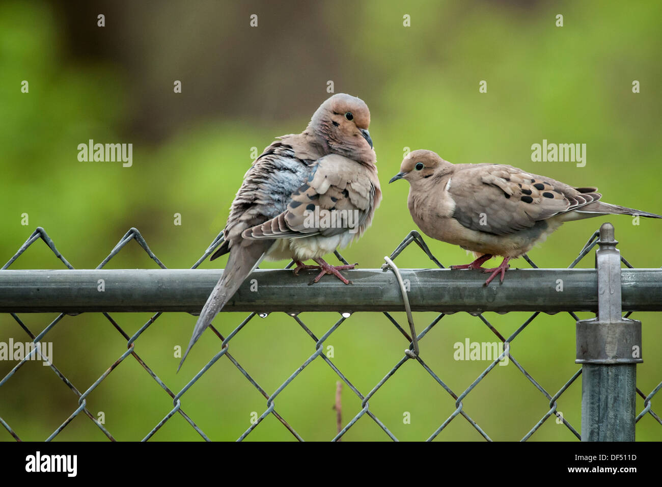 Mourning dove pair hi-res stock photography and images - Alamy