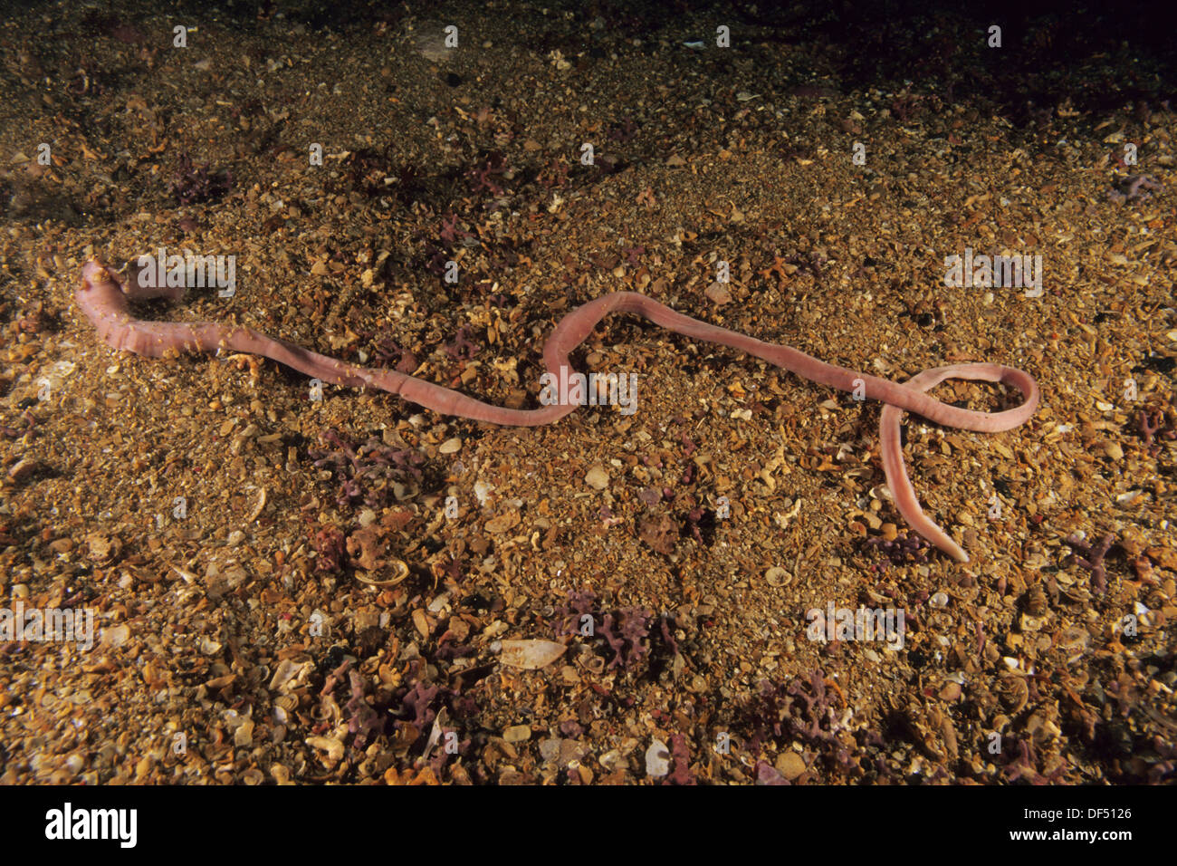 Ribbon worms ribbon worm hi-res stock photography and images - Alamy