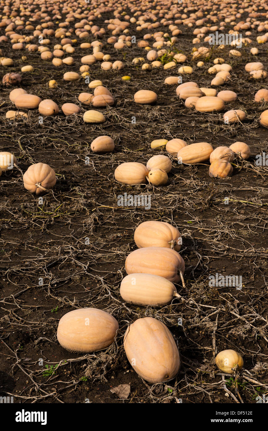 Midwest farm harvest hi-res stock photography and images - Alamy