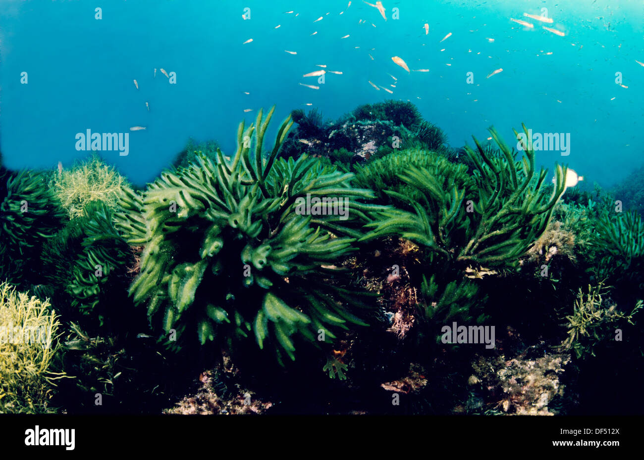 Codium Tomentosum Stock Photos & Codium Tomentosum Stock Images - Alamy