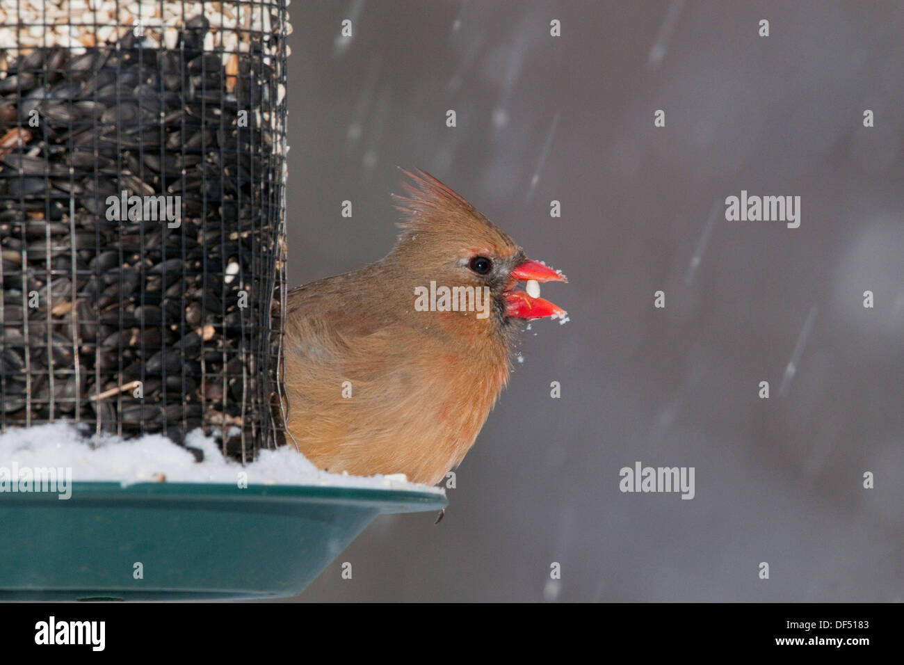 Female Northern Cardinal on snowy seed feeder Stock Photo - Alamy