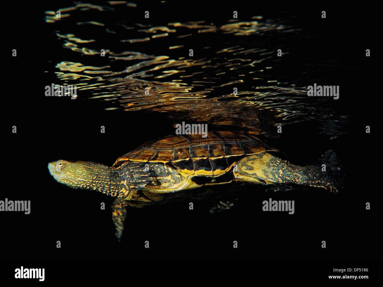 Mediterranean Turtle Mauremys High Resolution Stock Photography and ...