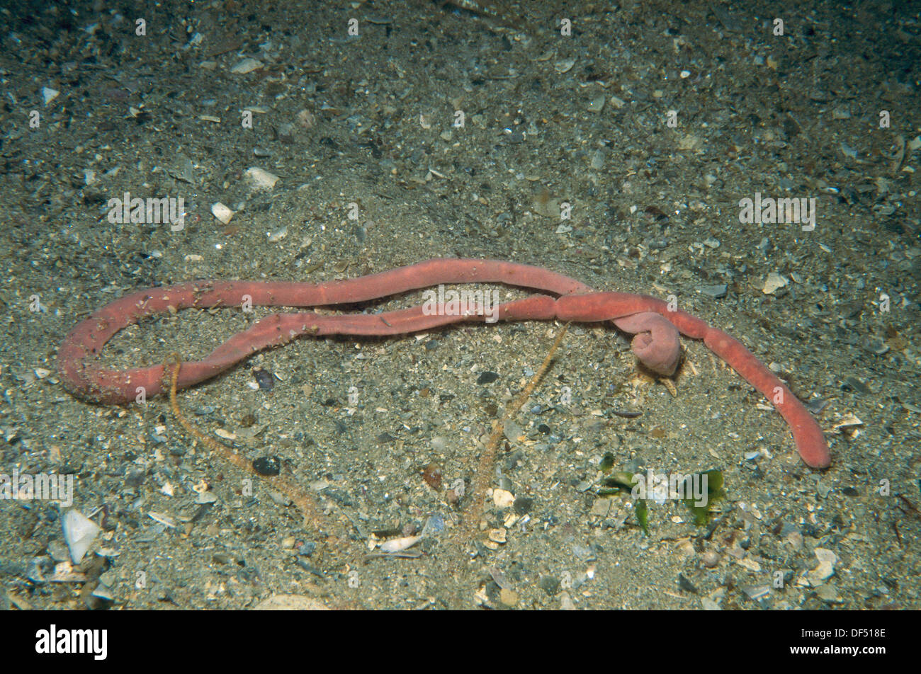 Ribbon worms ribbon worm hi-res stock photography and images - Alamy