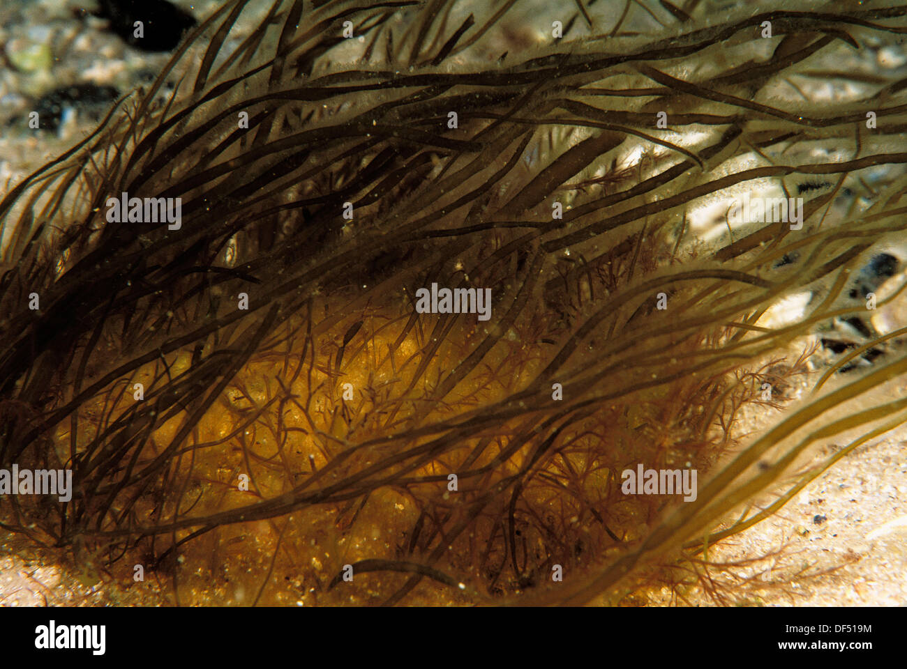 Fistulosus hi-res stock photography and images - Alamy