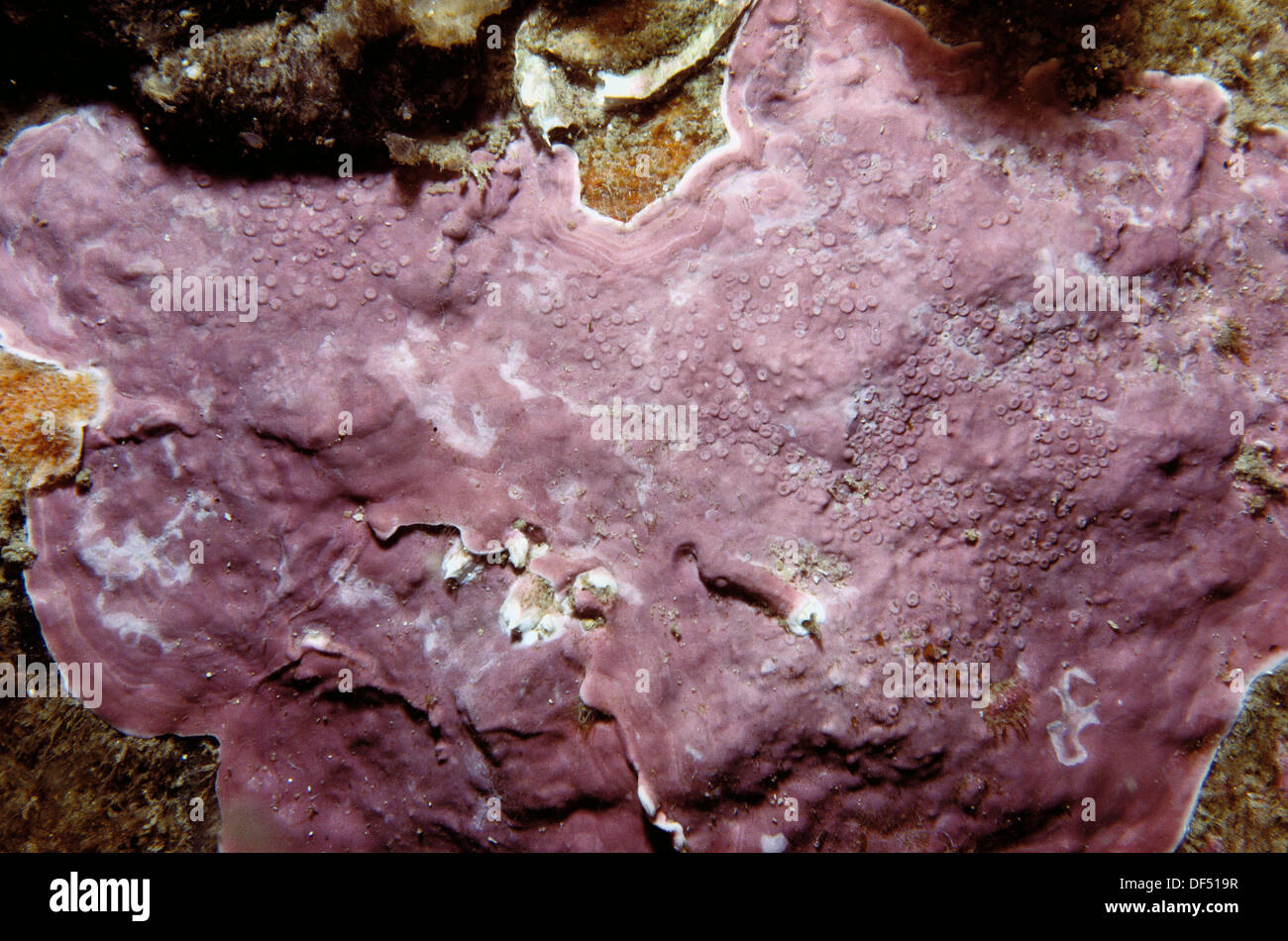 Lichenoides High Resolution Stock Photography and Images - Alamy