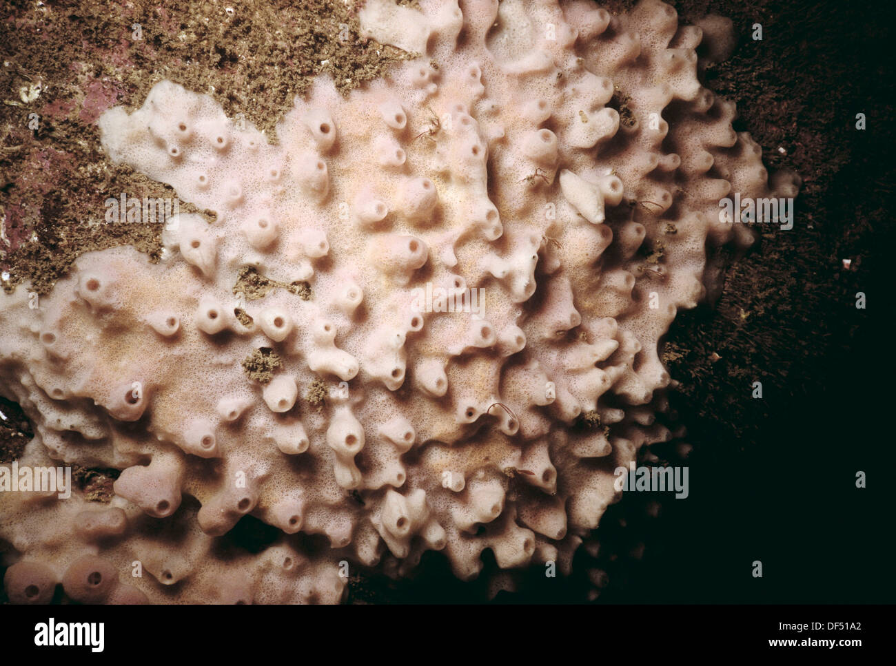 Haliclona Sp High Resolution Stock Photography and Images - Alamy