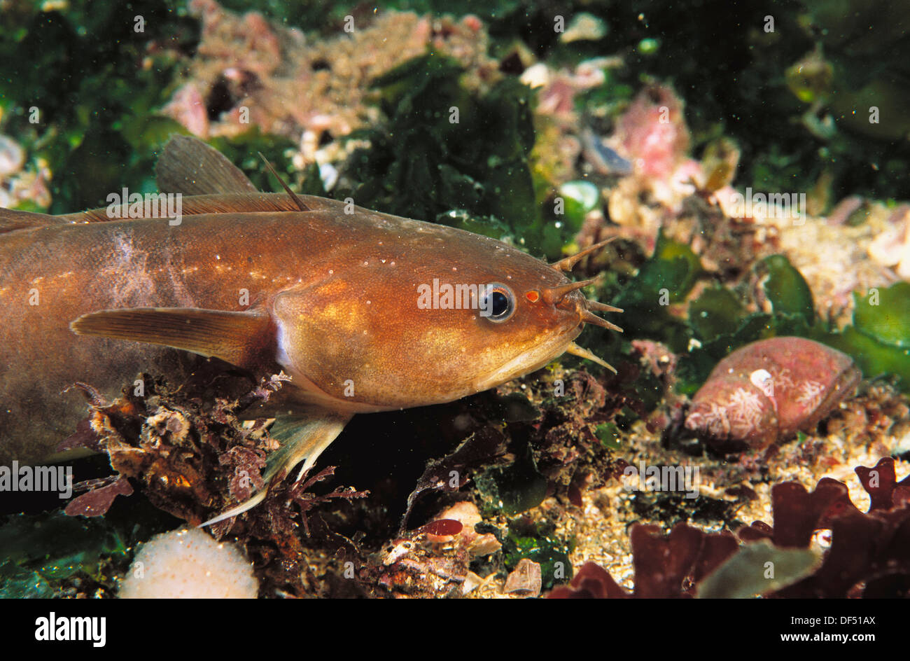 Fivebeard Rockling (Ciliata mustela). Galicia, Spain Stock Photo - Alamy