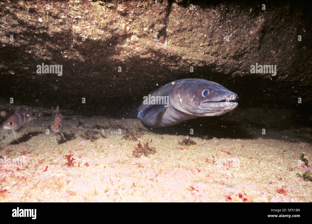 Conger Eel Spain High Resolution Stock Photography and Images - Alamy