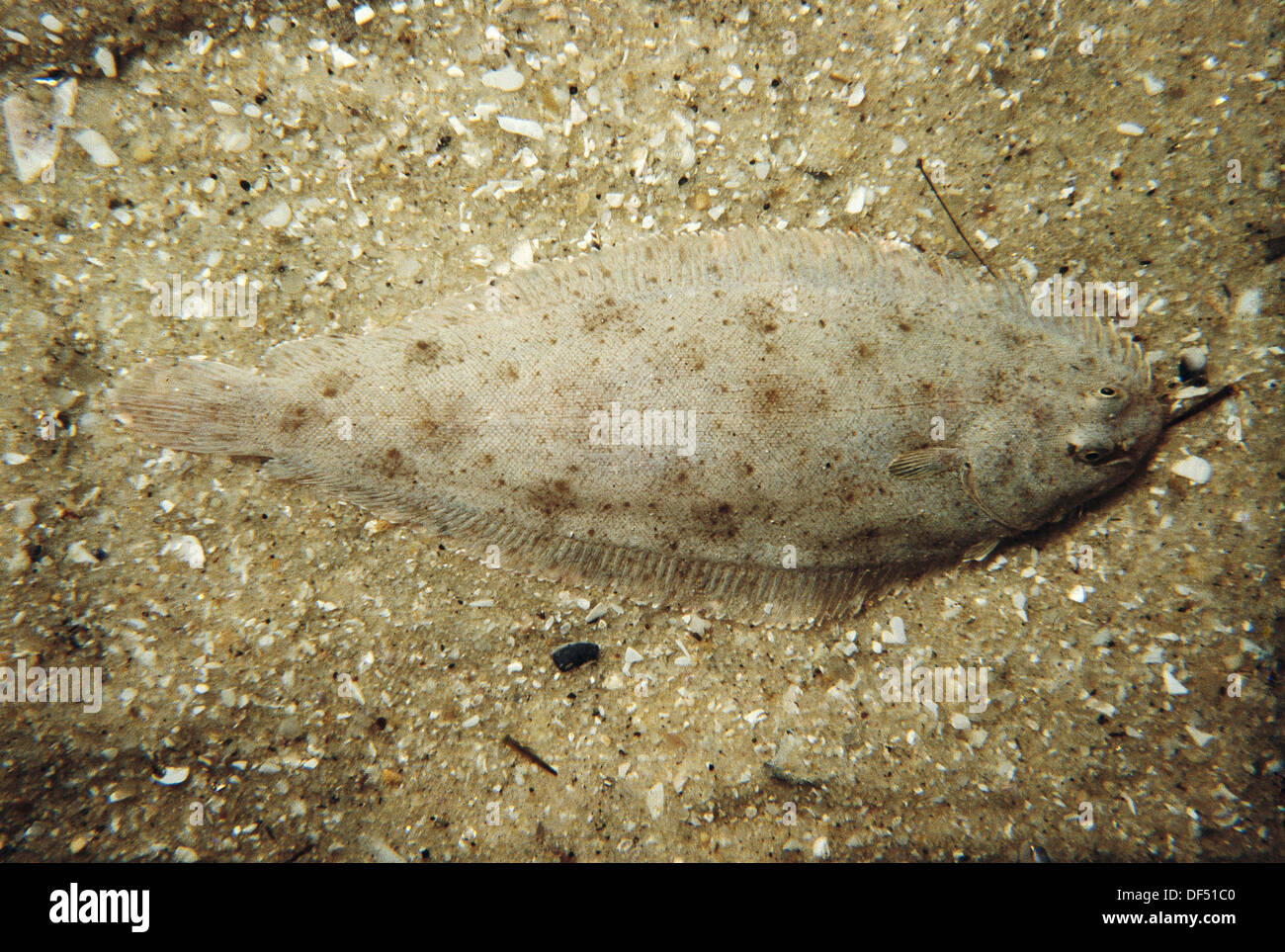 Senegalese sole hi-res stock photography and images - Alamy