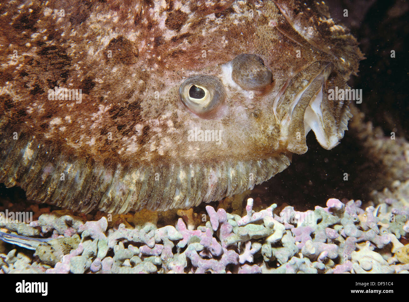 Zeugopterus High Resolution Stock Photography and Images - Alamy