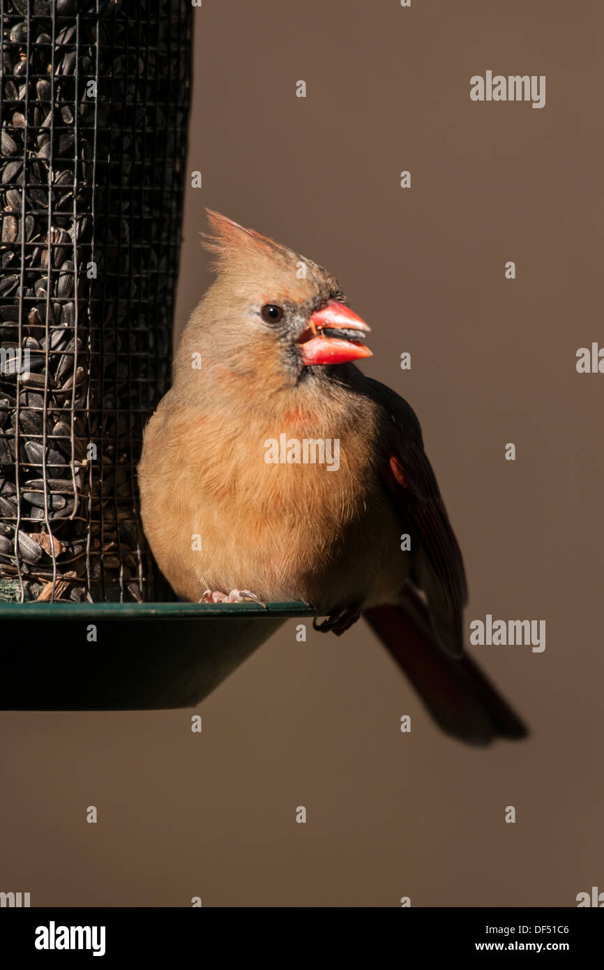 Female northern cardinal foraging hi-res stock photography and images ...