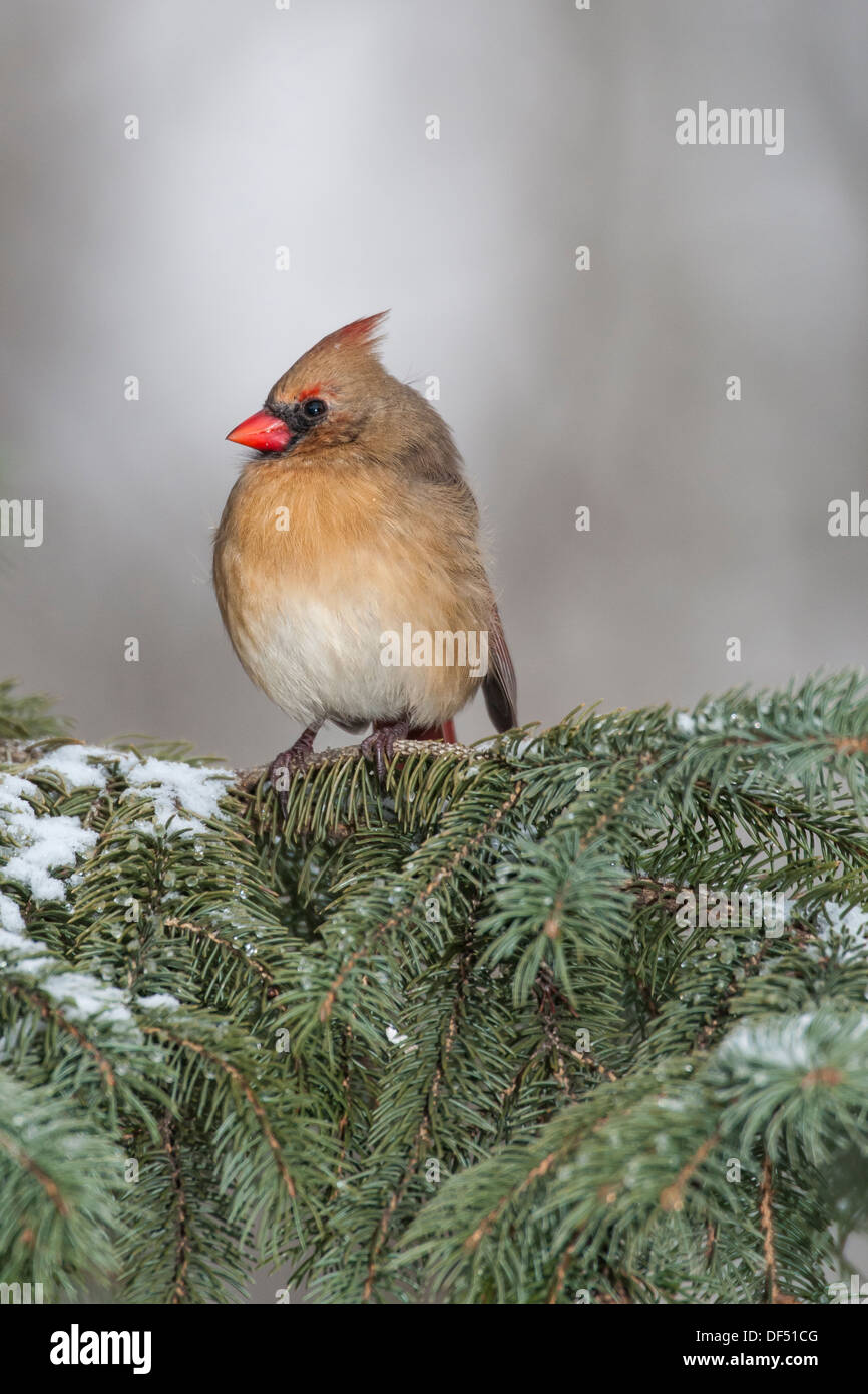 Female Cardinal in pine tree with snow Stock Photo - Alamy
