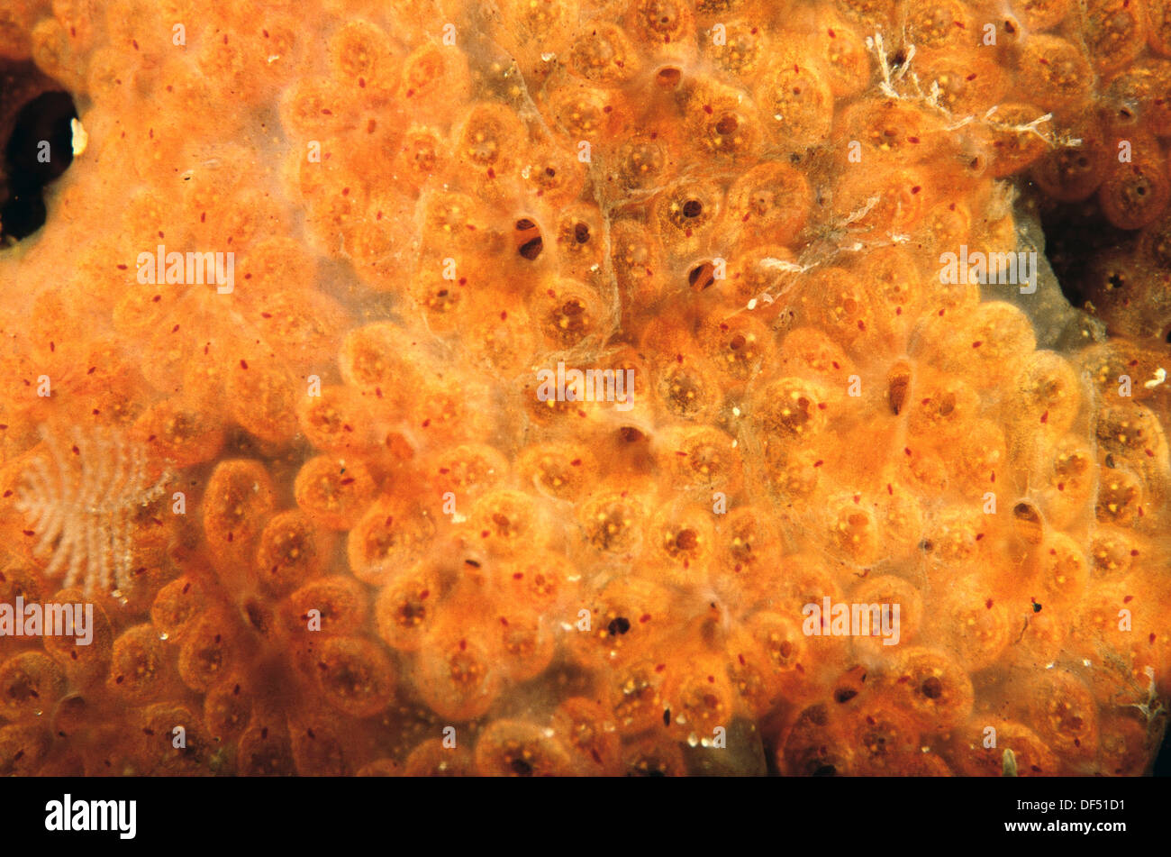 Star tunicate hi-res stock photography and images - Alamy